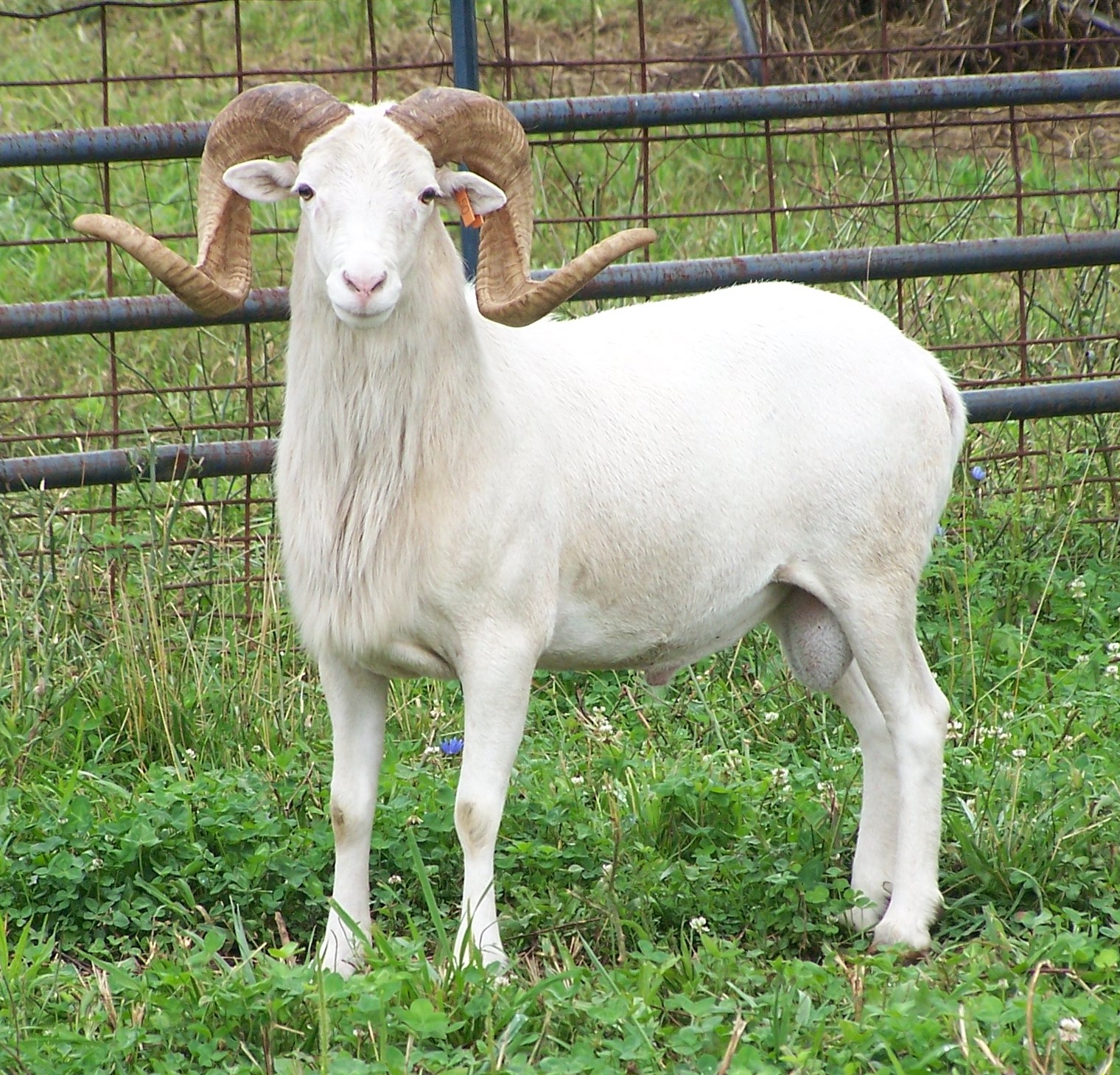 United Horned Hair Sheep Association – New Website coming soon