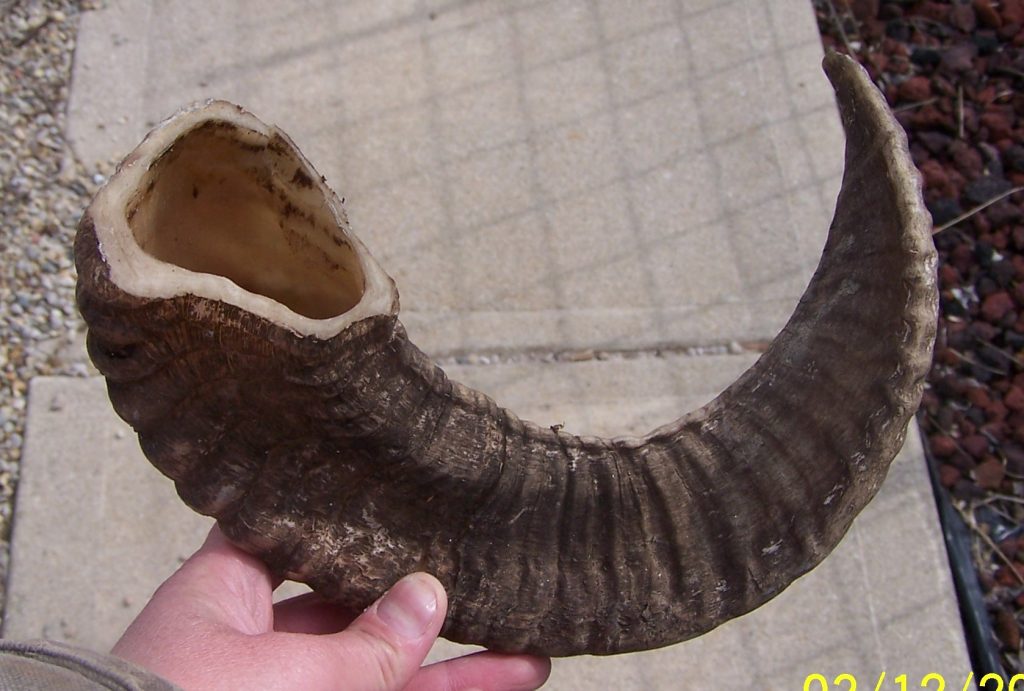 General Information About the Sheep – United Horned Hair Sheep Association