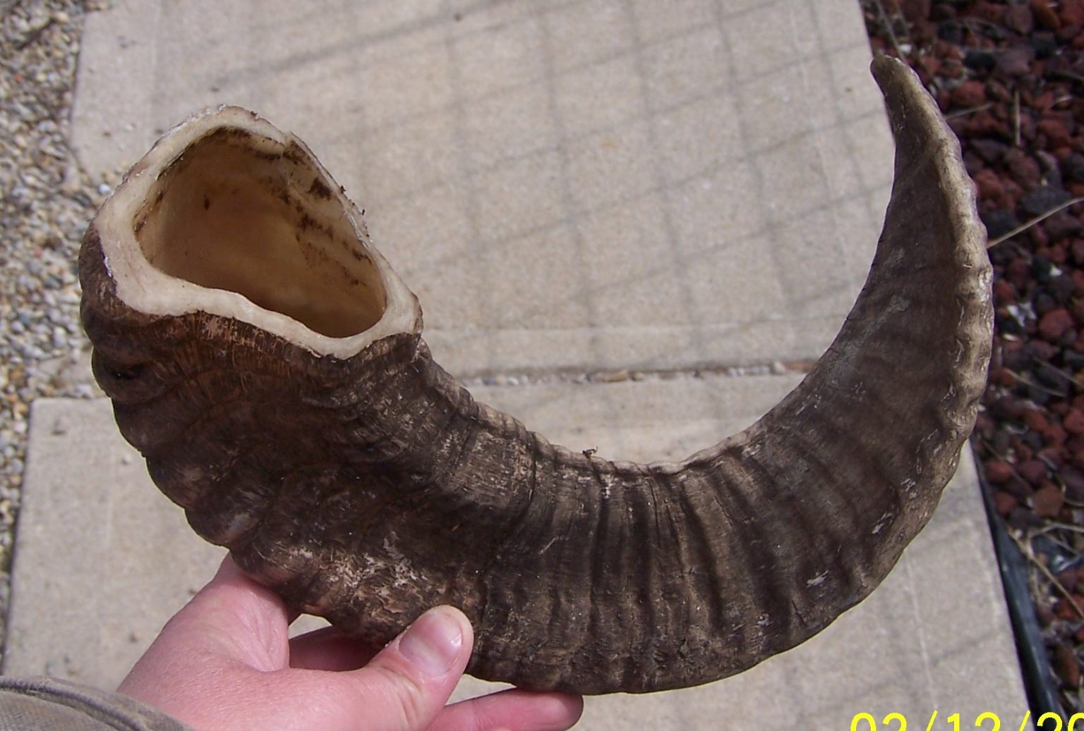 General Information About the Sheep – United Horned Hair Sheep Association
