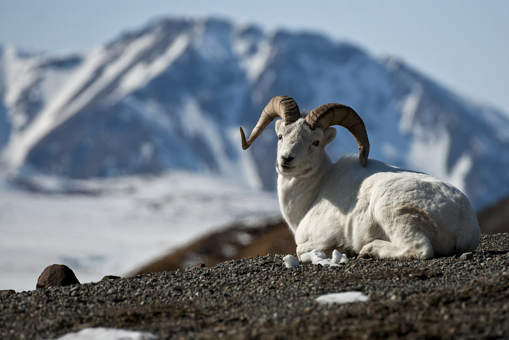 Other Horned Hair Sheep – United Horned Hair Sheep Association